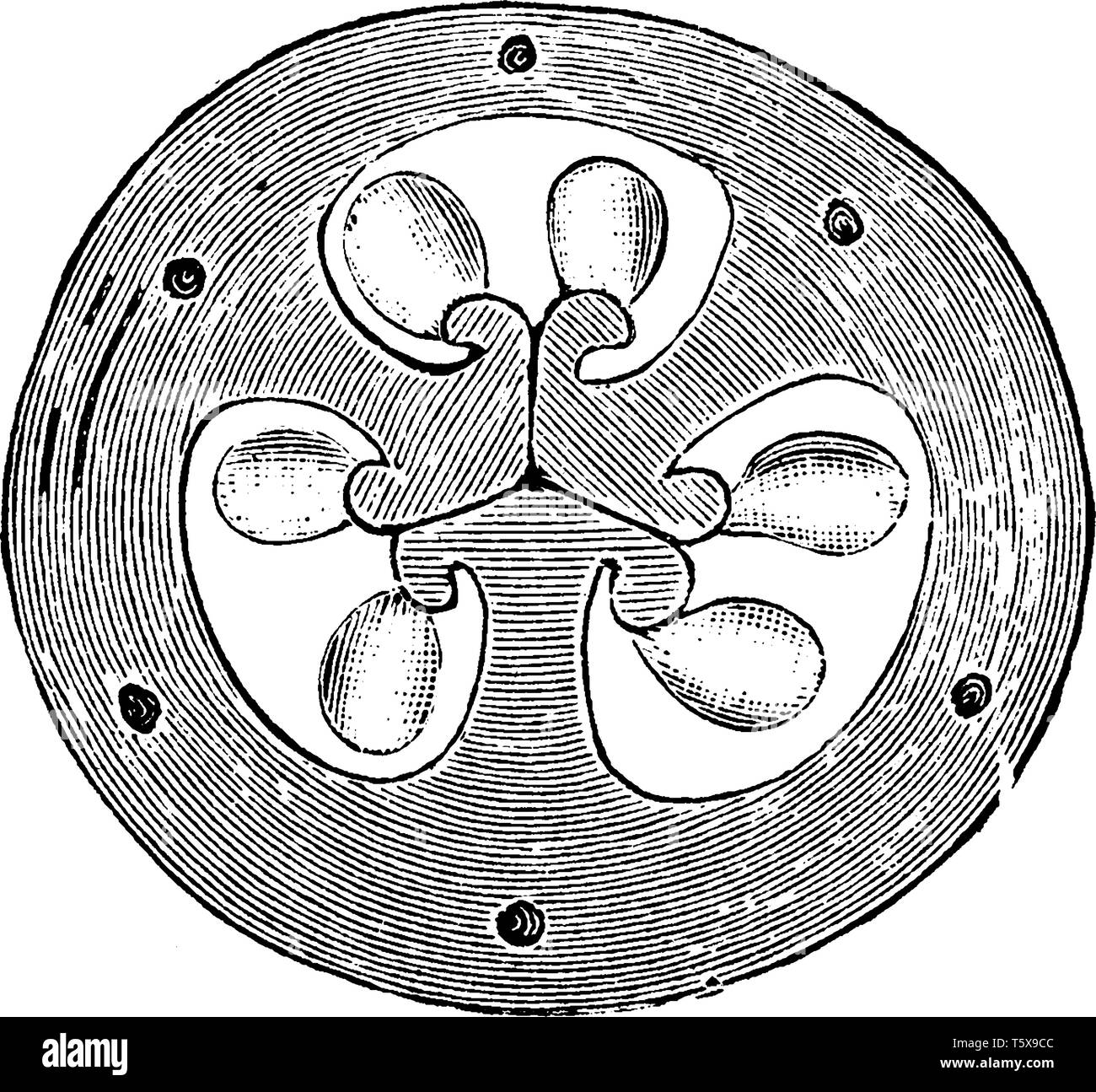 Flower Ovary Cross Section