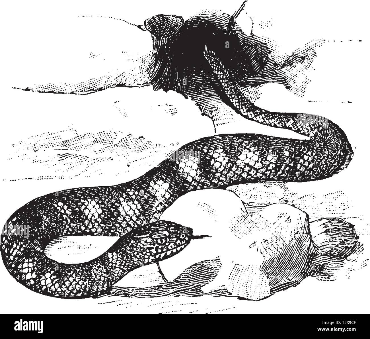 Acanthophis is a genus of venomous serpents and they are of small size ...