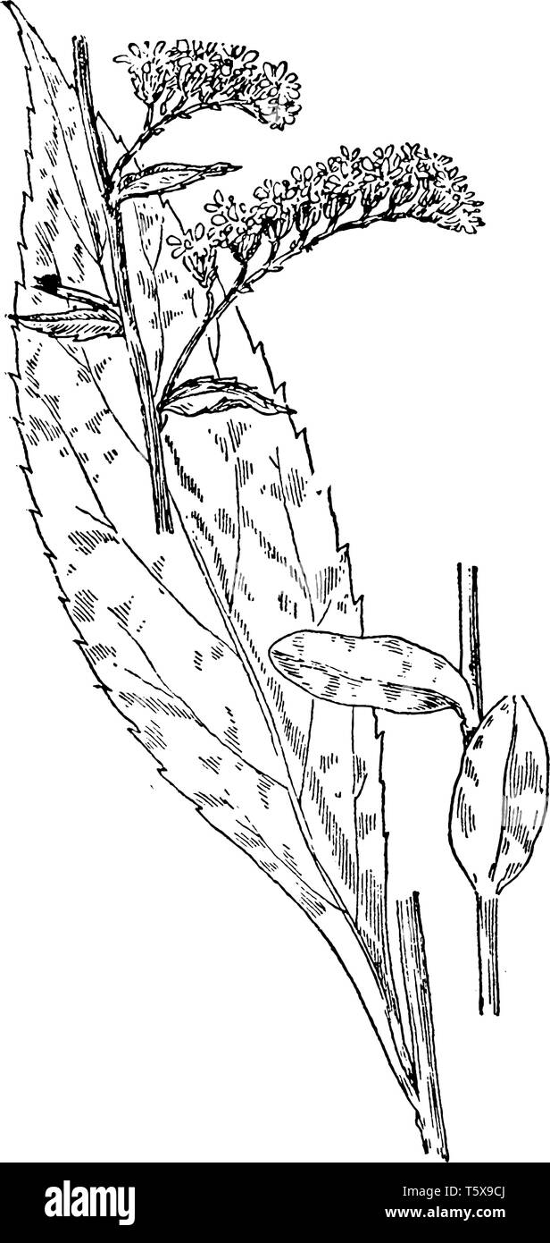 Goldenrod Flower Drawing Easy