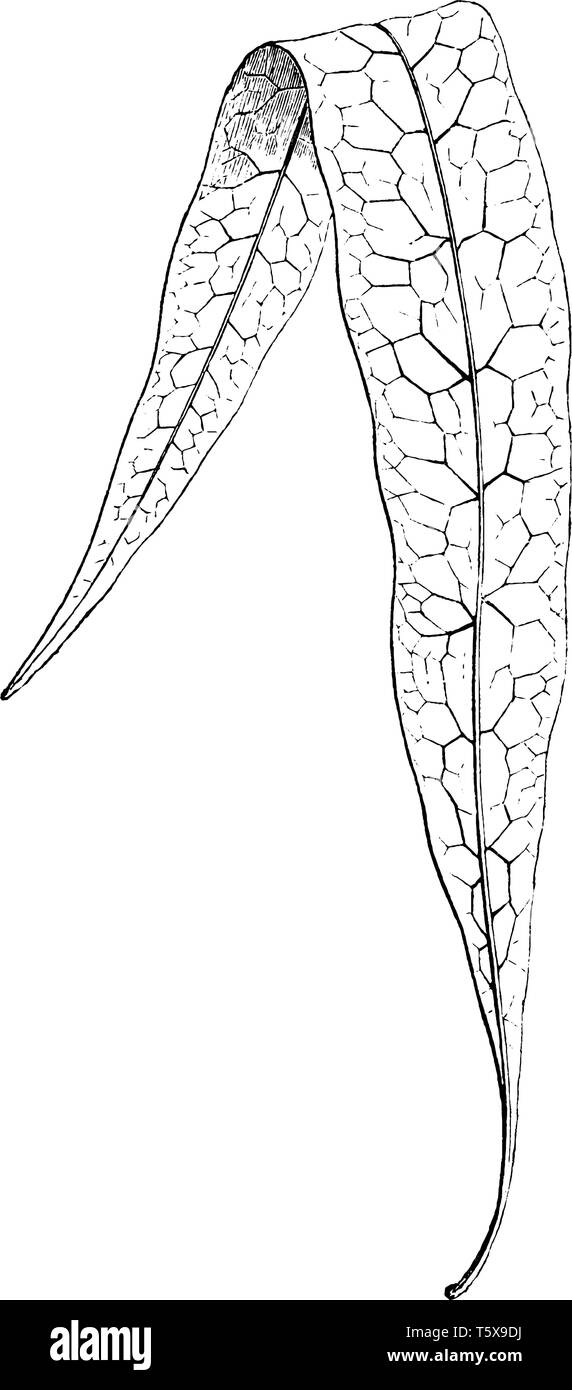 Fern leaf illustration in Stock Vector Images - Alamy