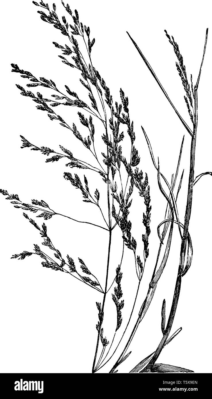 This pictures showing a grass ,this grass stems is long and thin ,blade ...