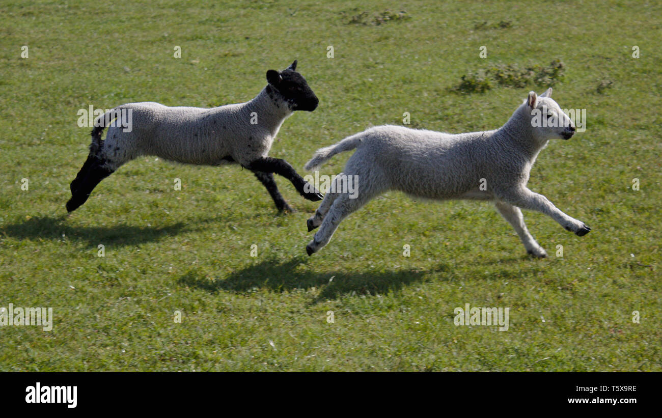 Frolicking lamb hi-res stock photography and images - Alamy