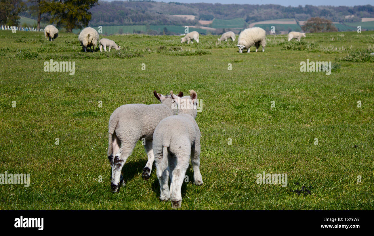 Two lamb frolicking in the field Stock Photo - Alamy
