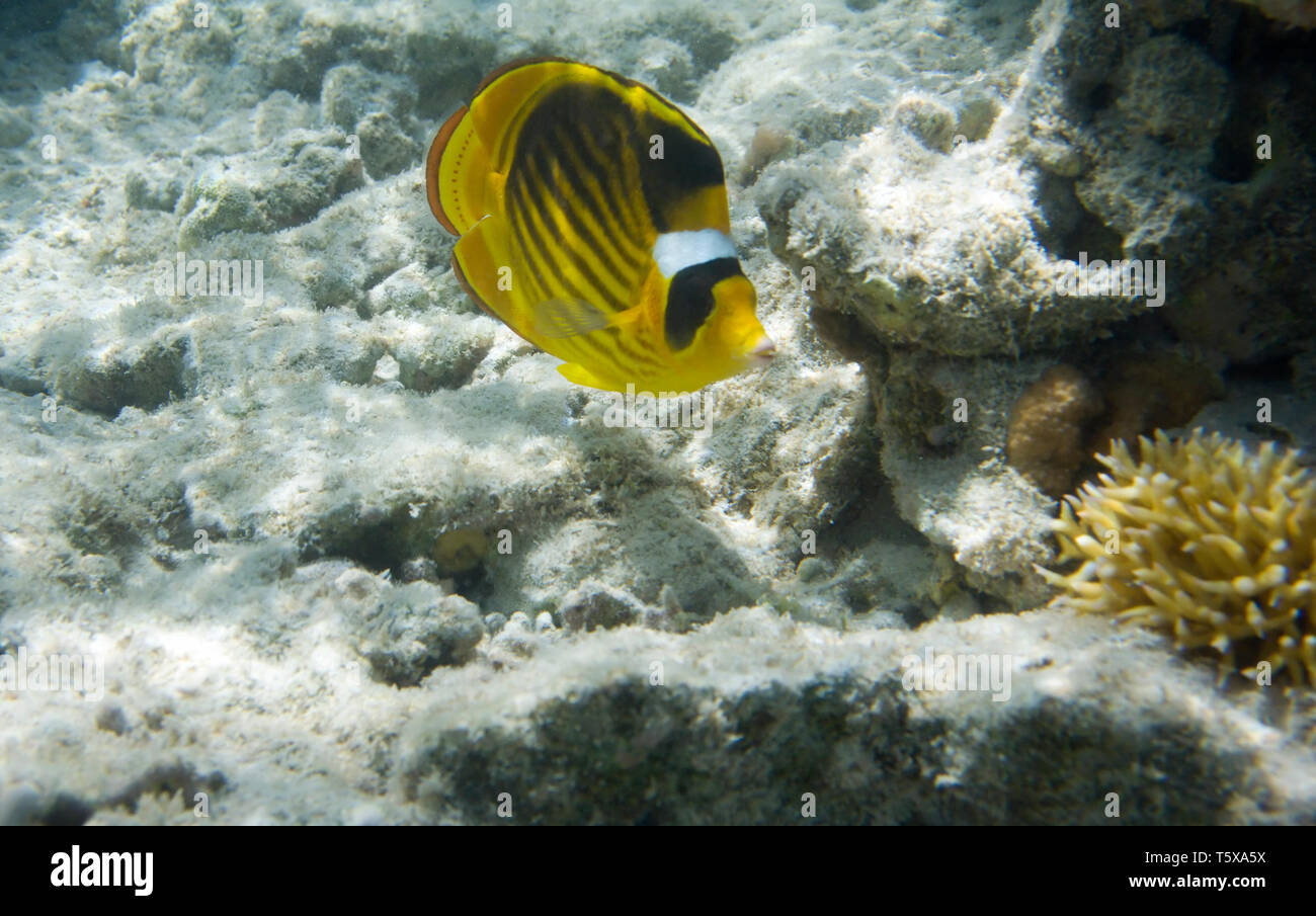 Underwater life of Red sea in Egypt. Saltwater fishes and coral reef ...