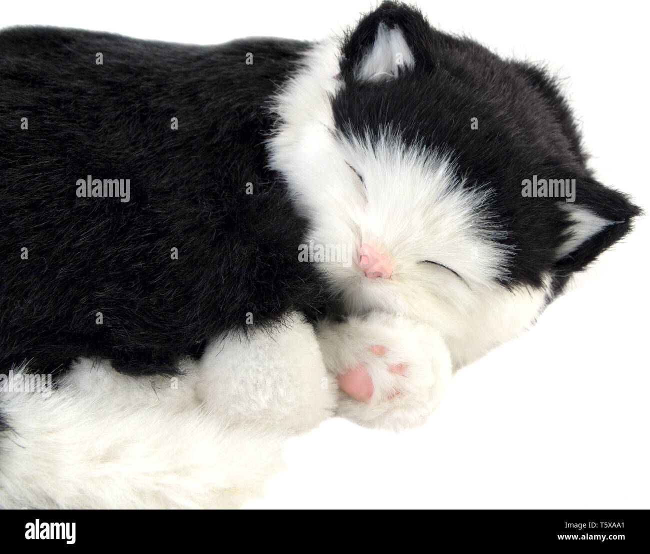 Sleeping cat on white background Stock Photo - Alamy