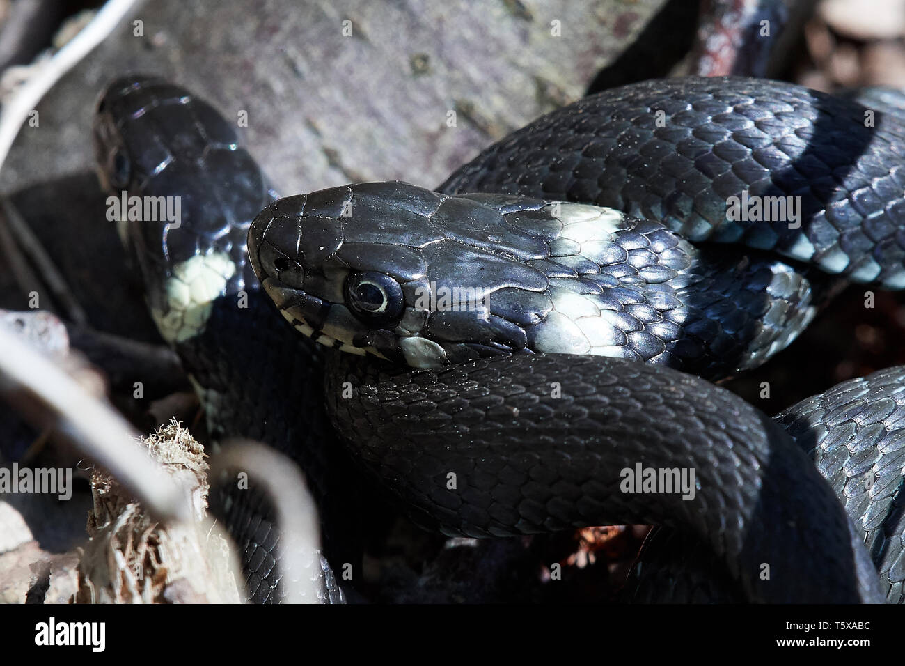 Grass snake in its natural habitat in Vaserne nature park, Denmark ...