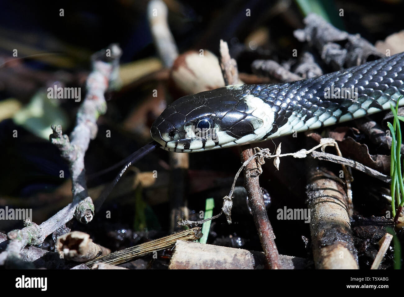 Grass snake in its natural habitat in Vaserne nature park, Denmark ...