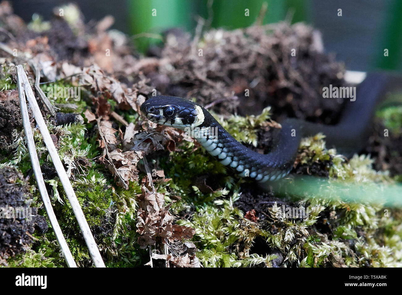 Grass snake in its natural habitat in Vaserne nature park, Denmark ...