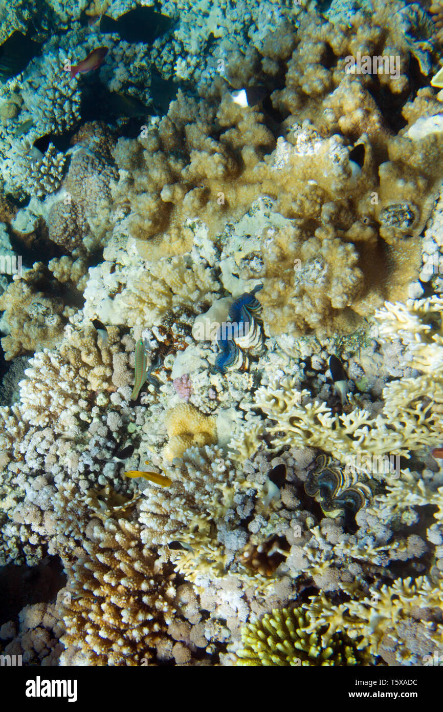 The blue maxima clam. Tridacna maxima. Underwater life of Red sea in ...