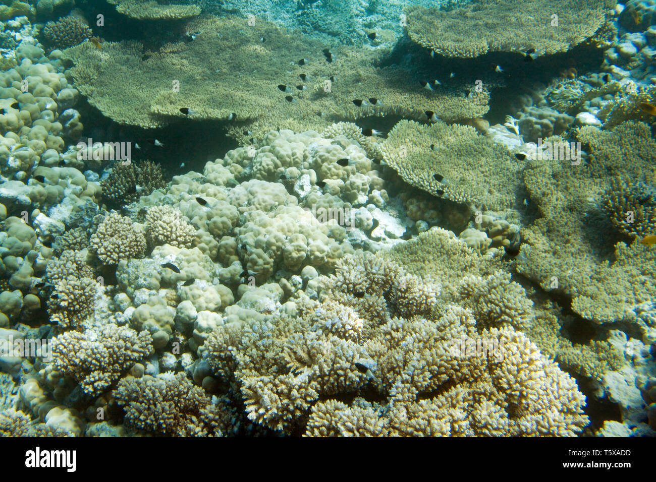 Underwater life of Red sea in Egypt. Saltwater fishes and coral reef ...