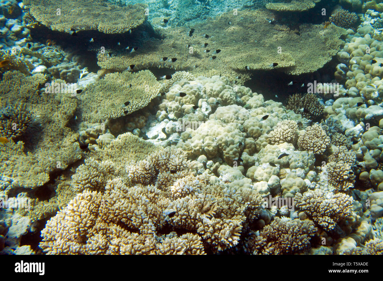 Underwater life of Red sea in Egypt. Saltwater fishes and coral reef ...