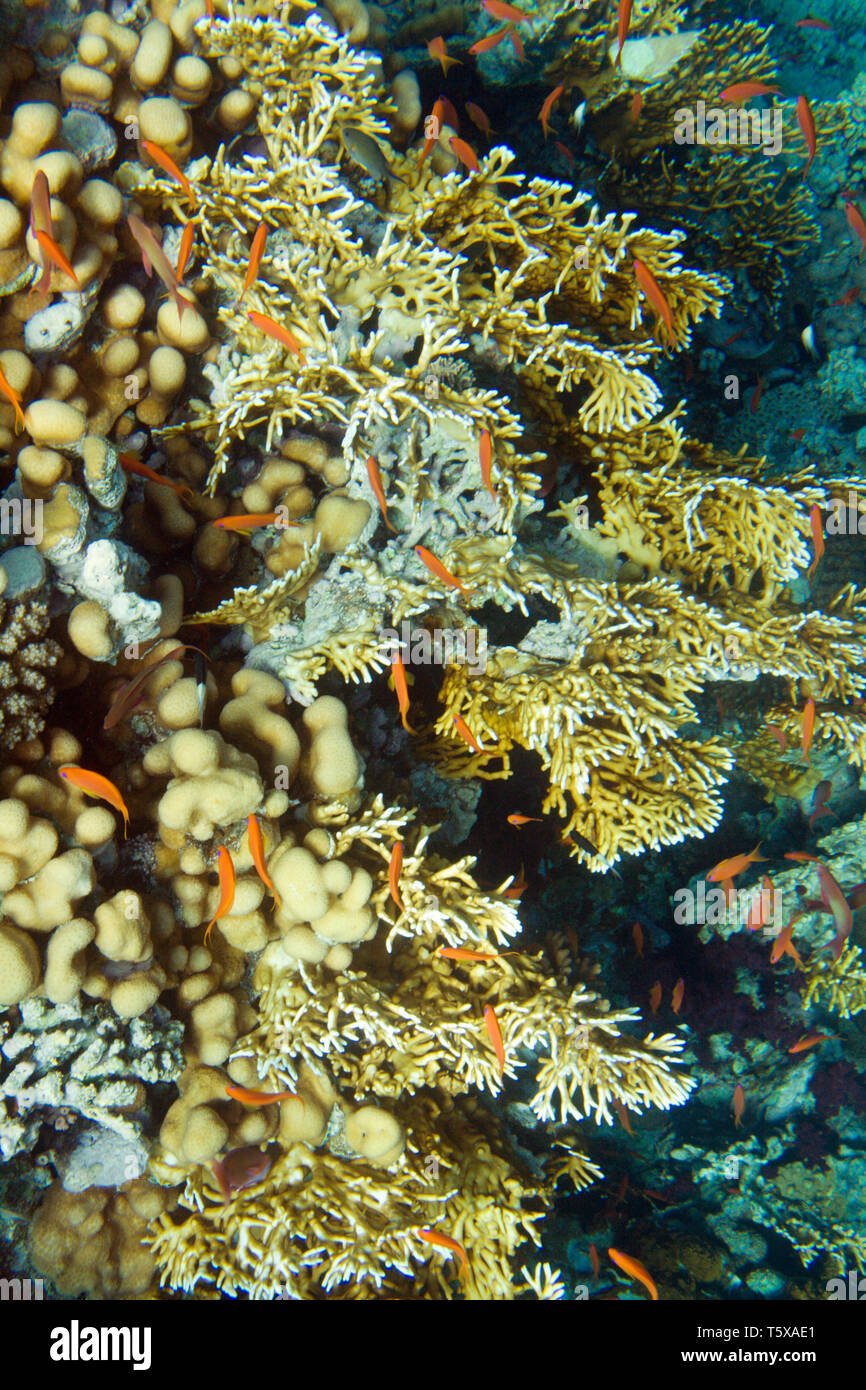 Underwater life of Red sea in Egypt. Saltwater fishes and coral colony ...