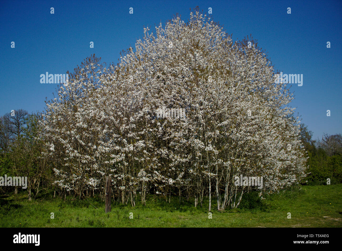 Trees in the English Countryside Stock Photo - Alamy