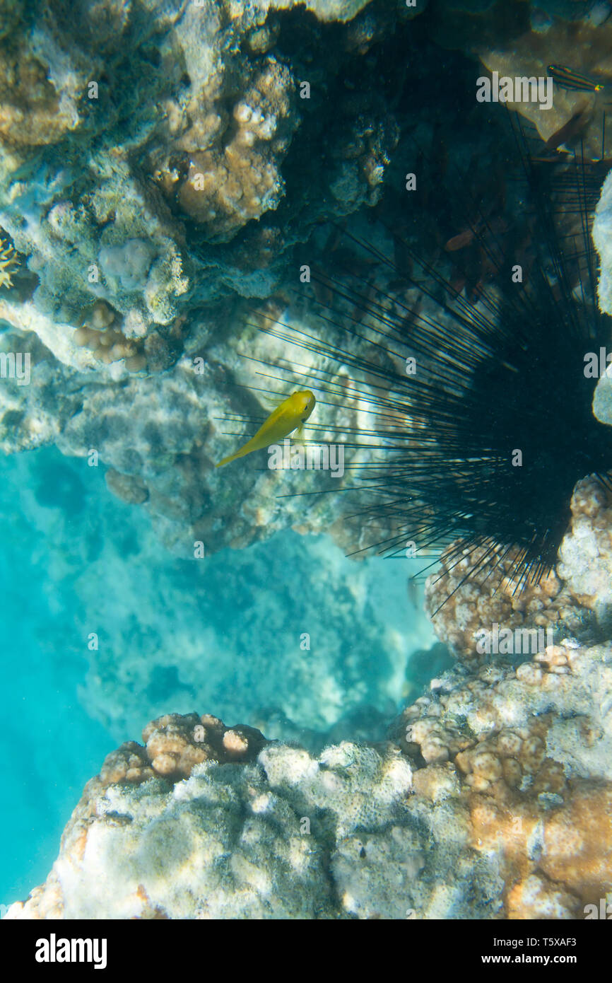 Sea urchin in aquarium hi-res stock photography and images - Alamy