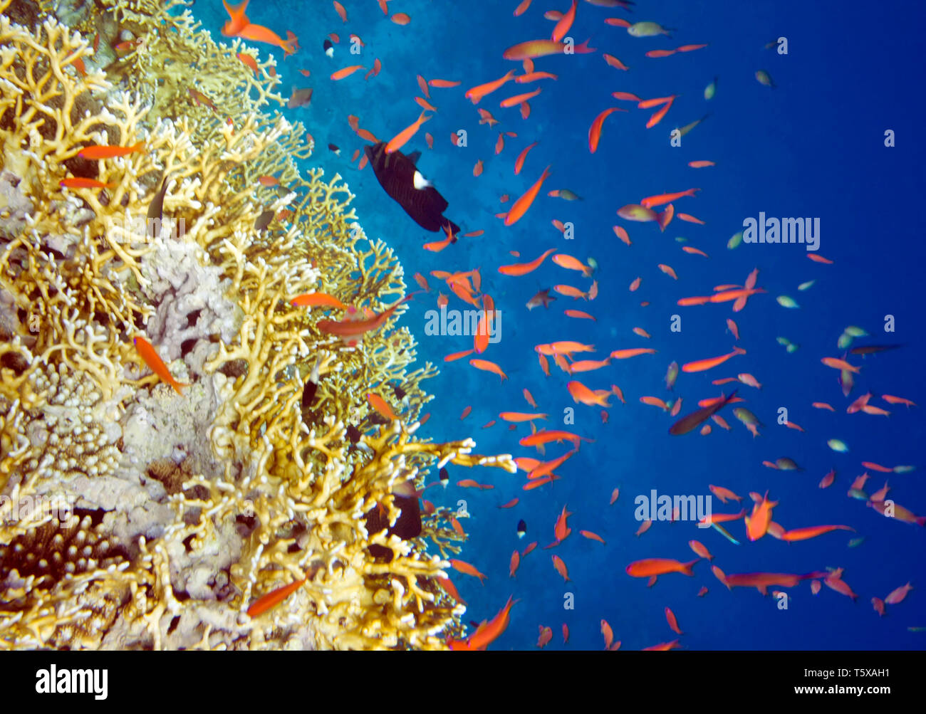 Millepora dichotoma fire coral colony. Underwater life of Red sea in ...