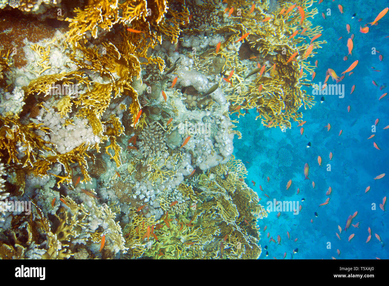 Millepora dichotoma coral and chromis dimidiata fish. Underwater life ...