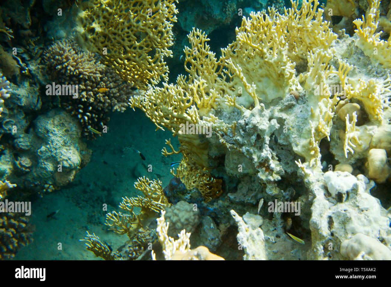 Millepora dichotoma coral Underwater life of Red sea in Egypt ...