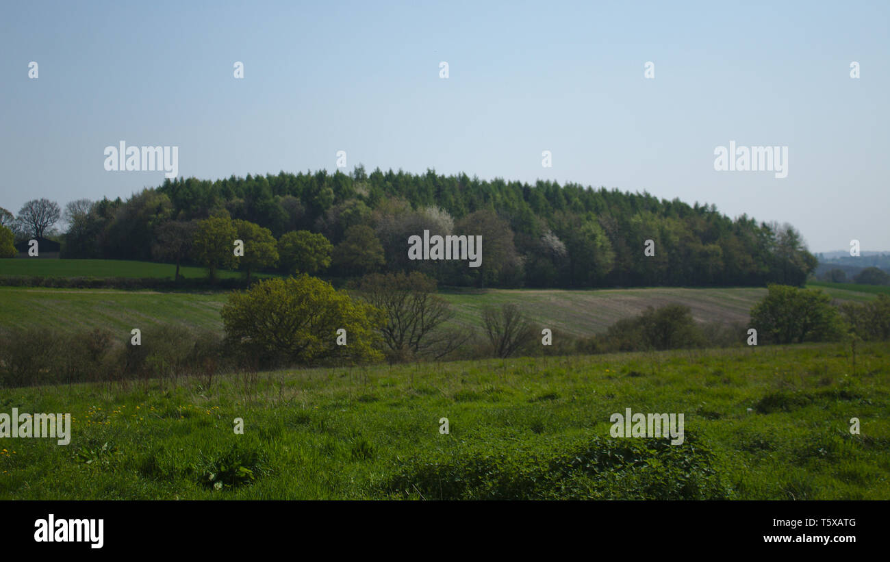 Trees in the English Countryside Stock Photo - Alamy