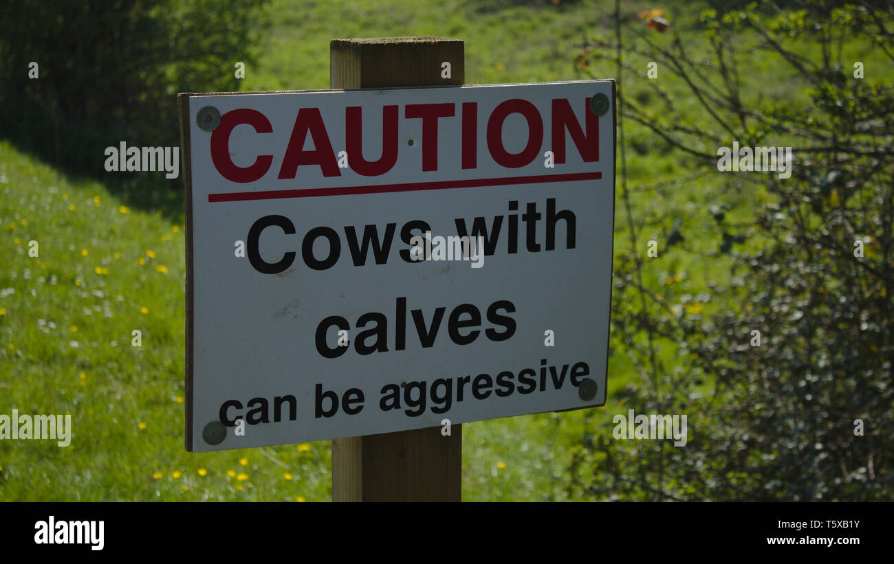 Caution Cows with Calves sign Stock Photo - Alamy