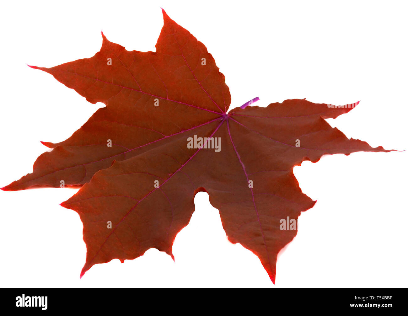 Red leaf on white background. Isolate studio photo Stock Photo - Alamy