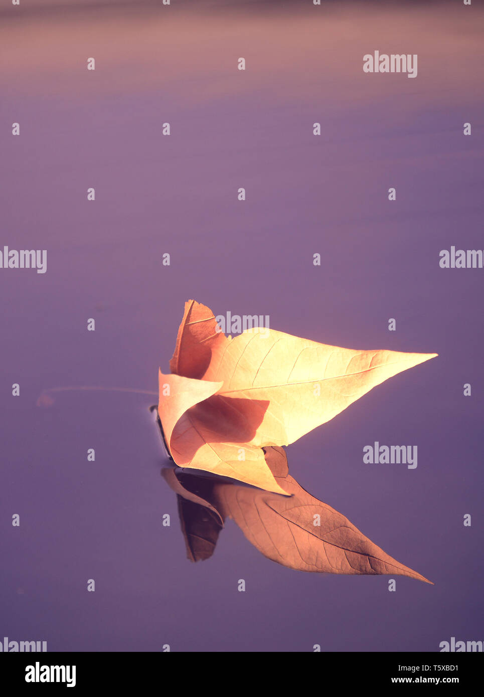 Dry leaf float water hi-res stock photography and images - Alamy