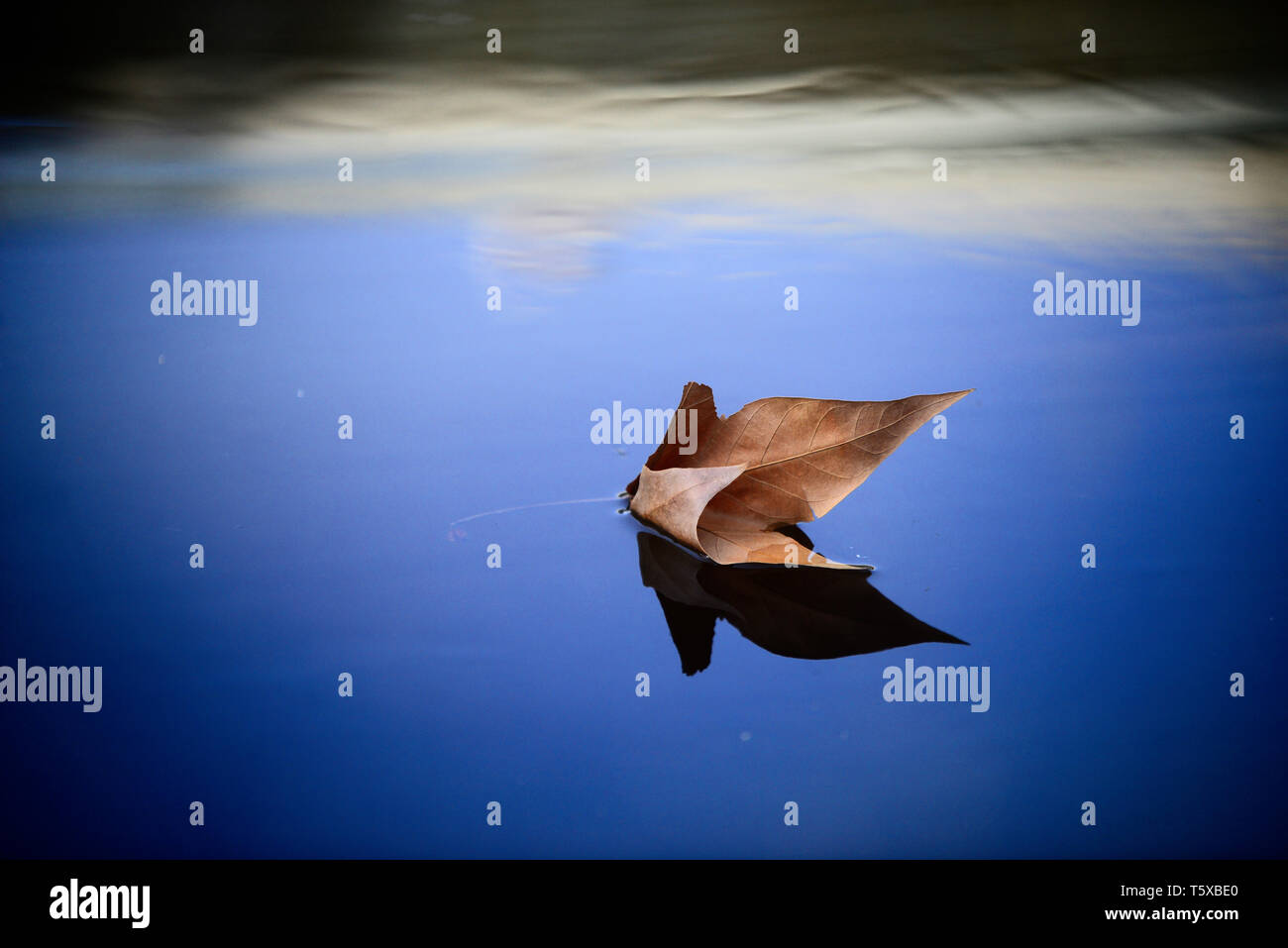 Dry autumn leaf floating on water surface Stock Photo - Alamy