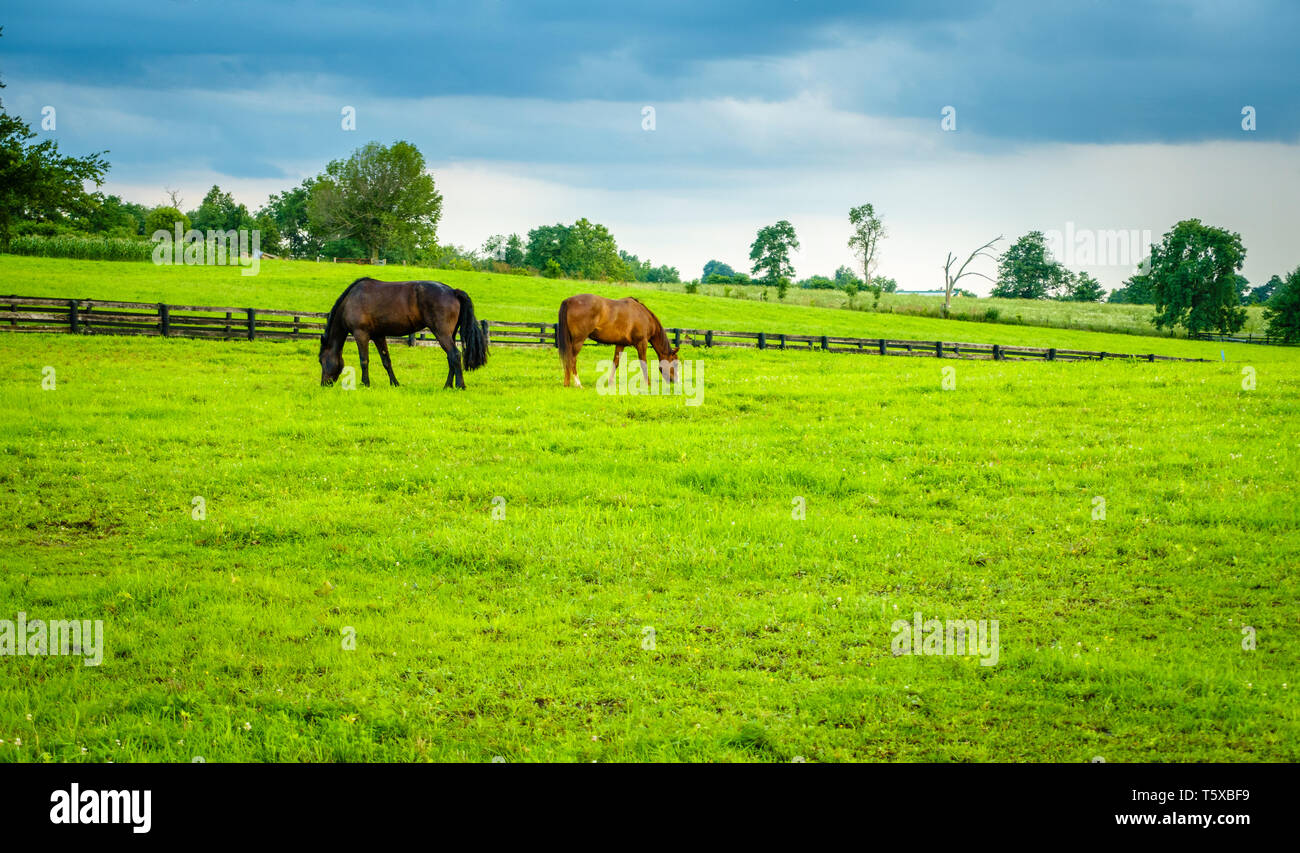 Grazing horses on field hi-res stock photography and images - Alamy