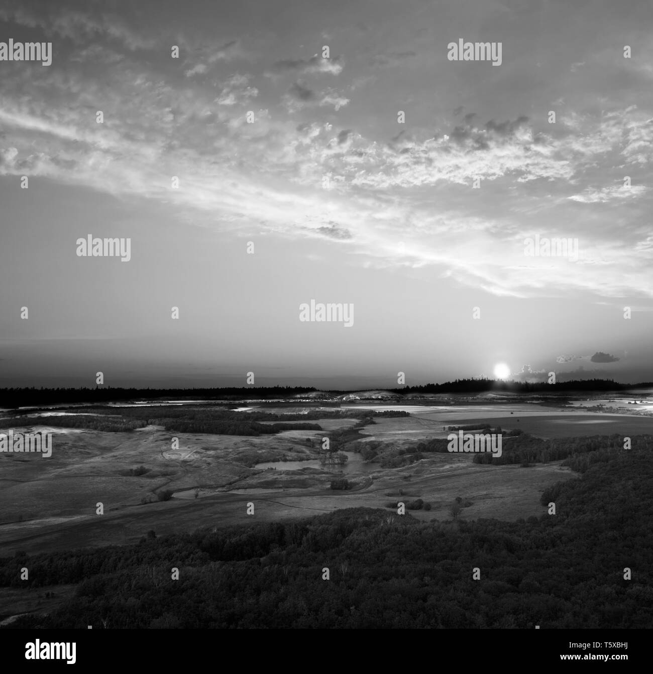 Green leaf top Black and White Stock Photos & Images - Alamy