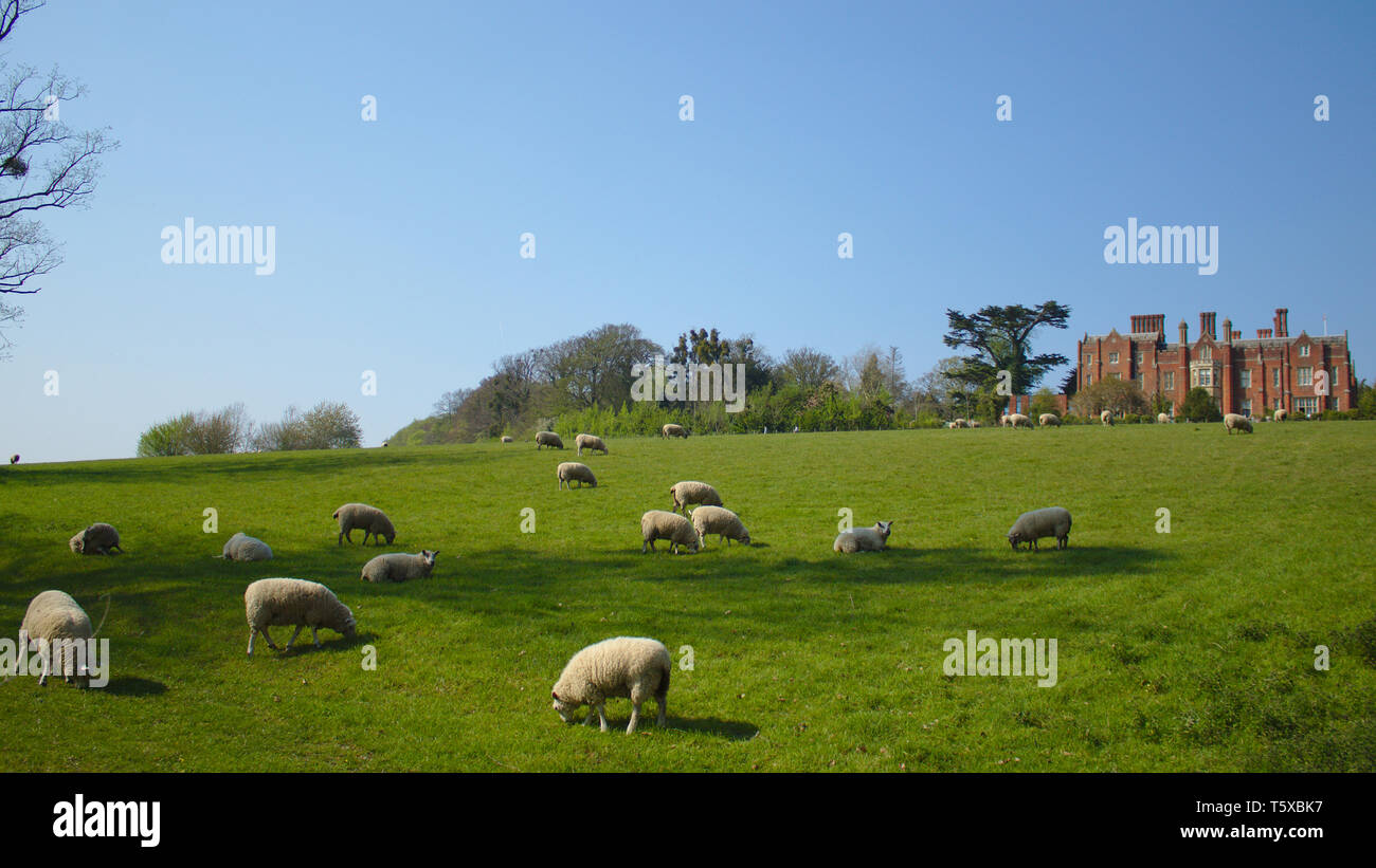 Sheep grazing by a large country house in the Chess Valley Stock Photo ...