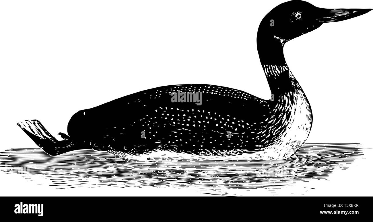 Common Loon in which head and neck deep glossy greenish black vintage ...