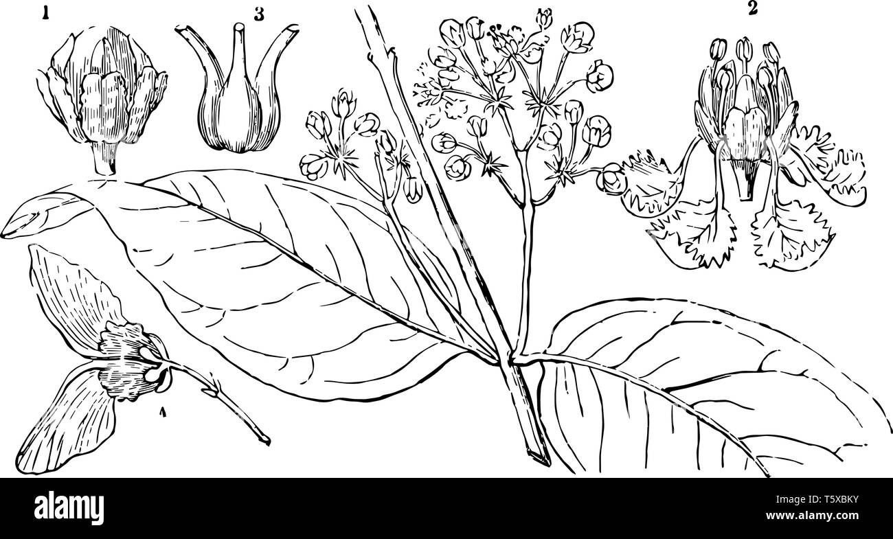 A diagram showing different parts of Diplopterys which include flower ...