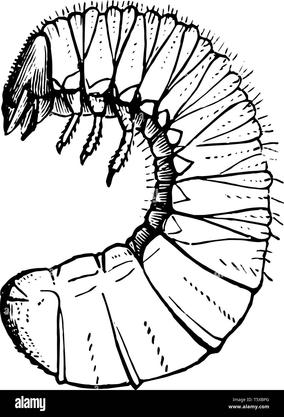 Larvae Black and White Stock Photos & Images - Alamy