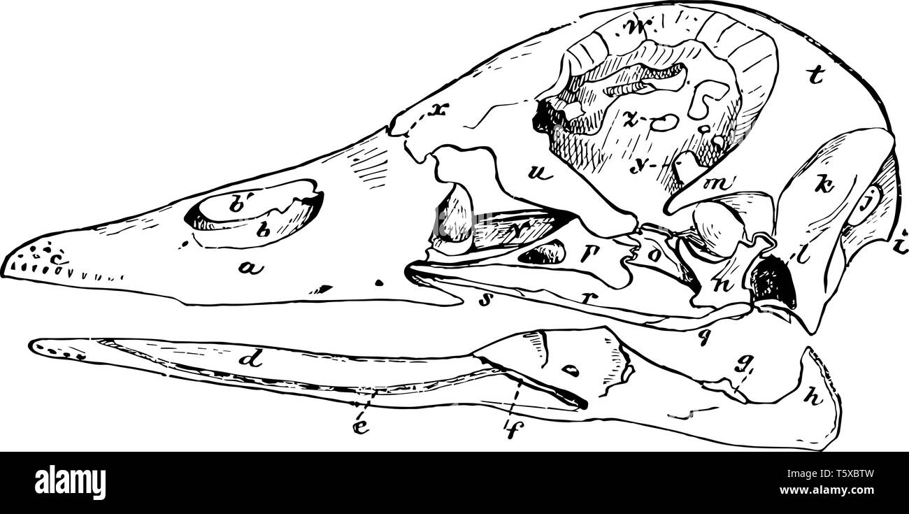 Duck Skull And Crossbones Mount