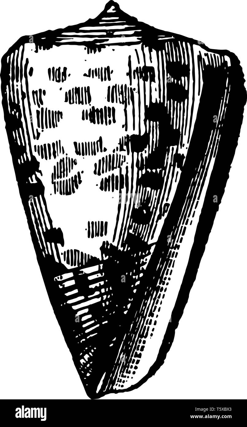 Conus vector vectors hi-res stock photography and images - Alamy