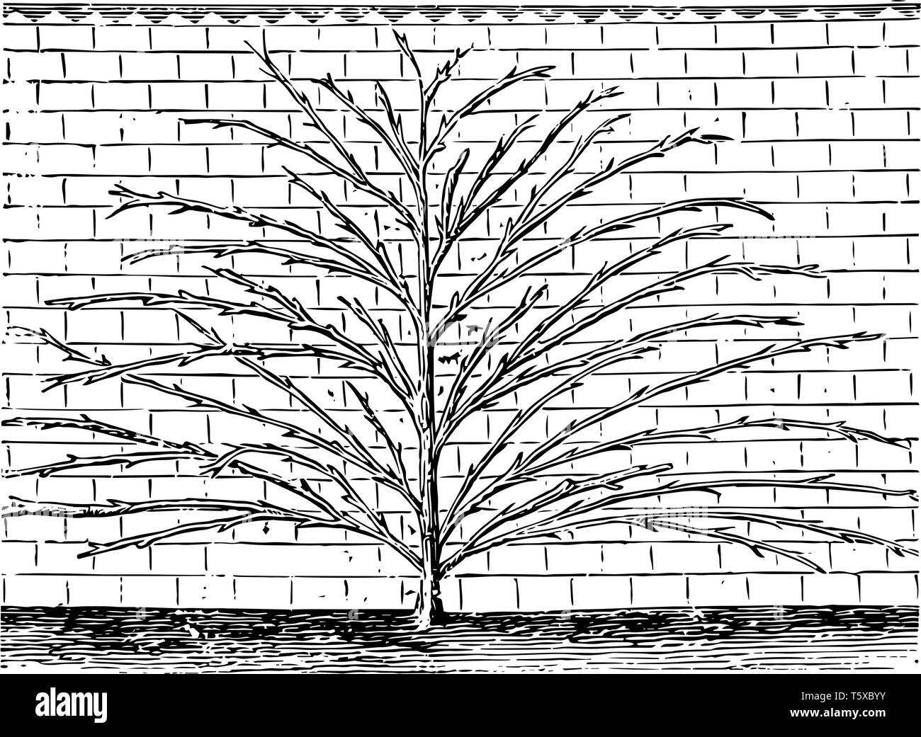 This illustration represents Method of Wall Training for the Apricot ...