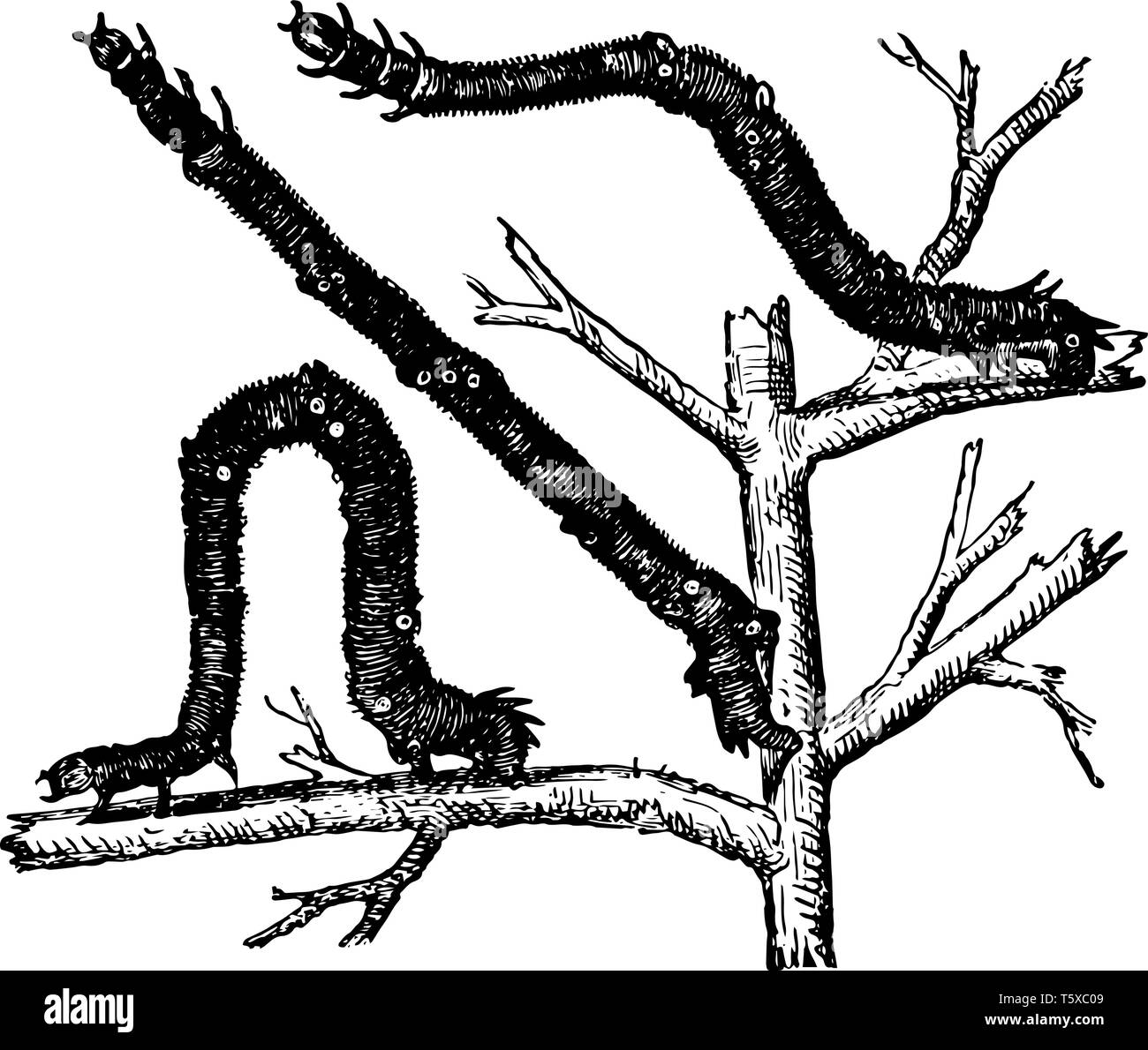 Hinder legs Stock Vector Images - Alamy