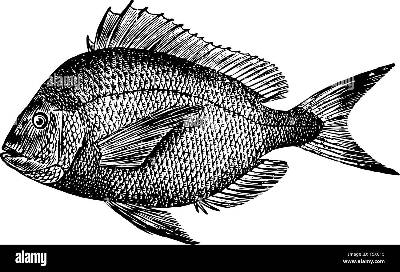 Scup is a fish common in the Atlantic Ocean vintage line drawing or ...