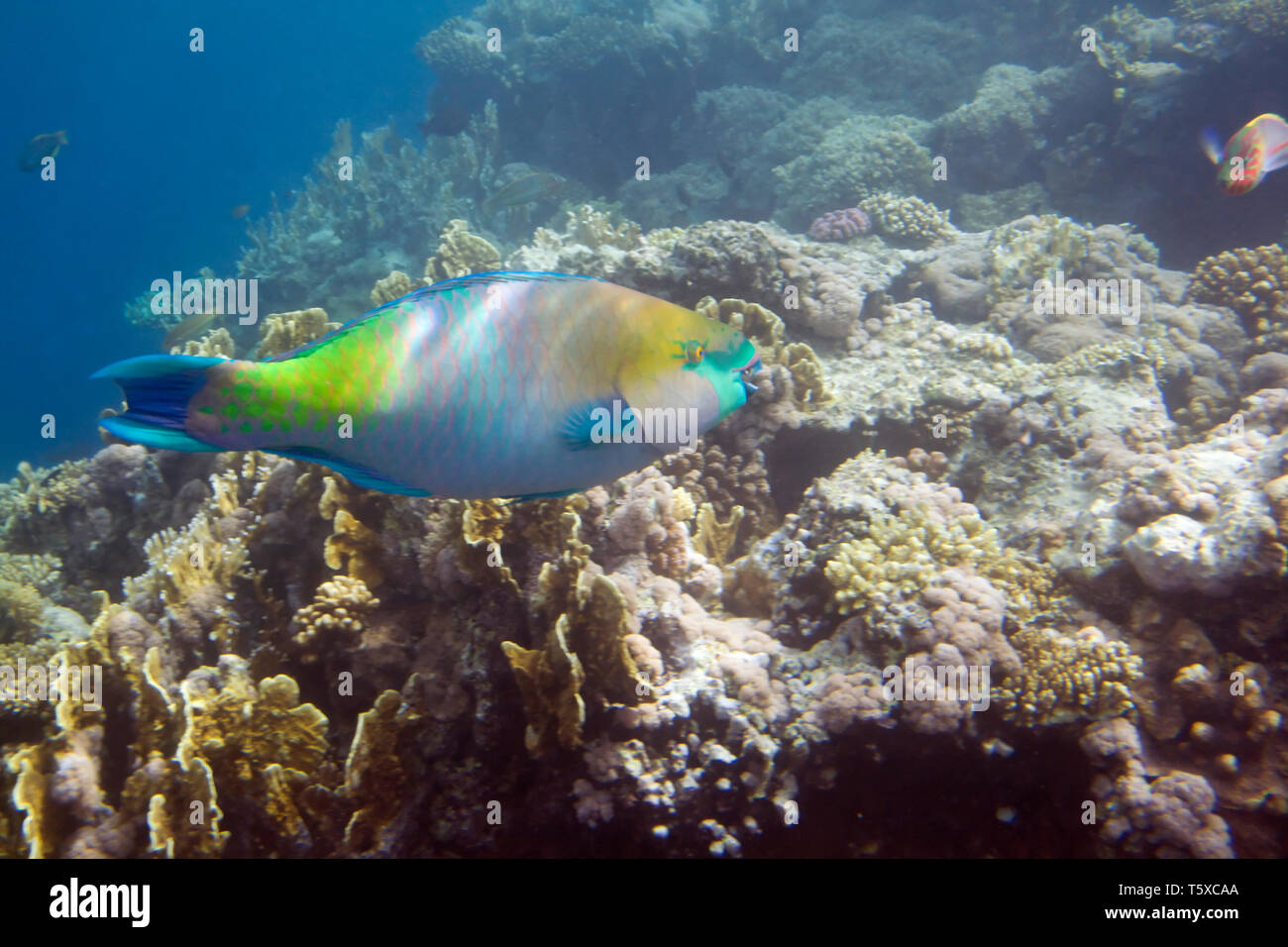 Saltwater Parrot Fish