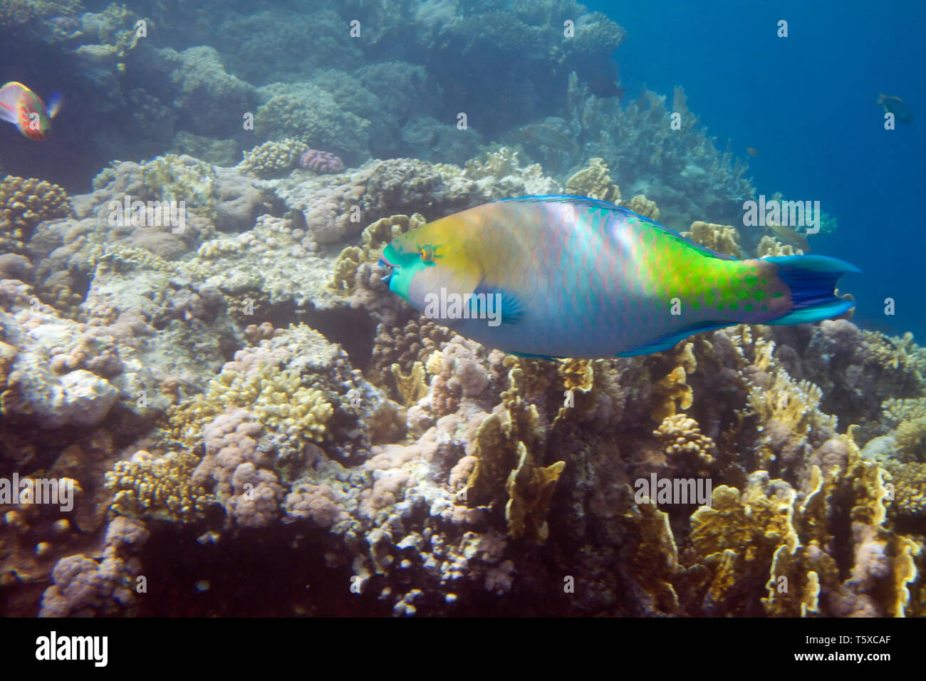 Underwater life of Red sea in Egypt. Saltwater fishes and coral reef ...