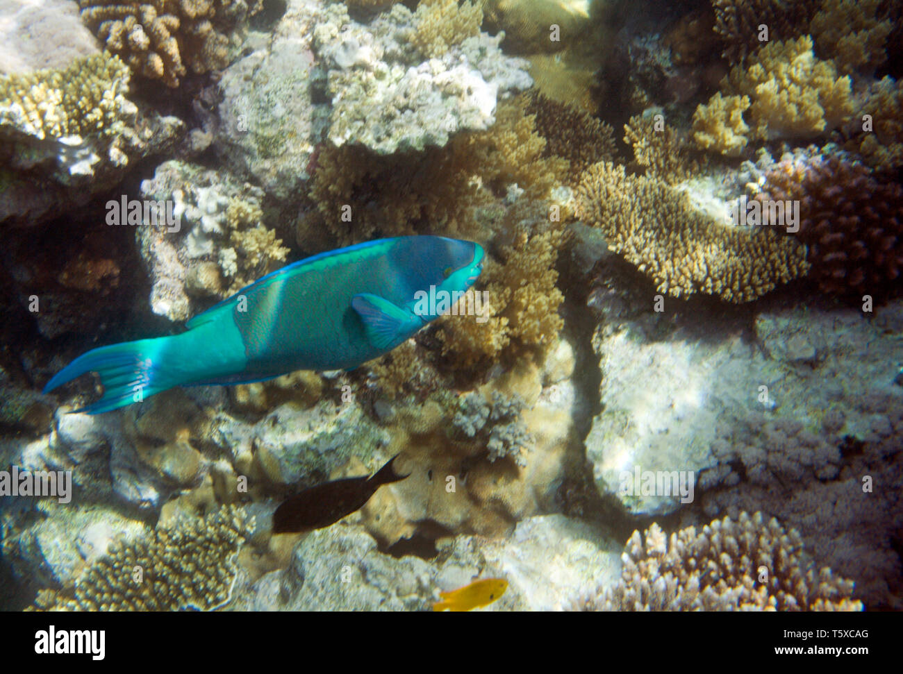 Saltwater Parrot Fish