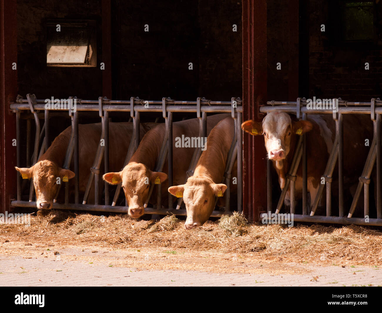 Cow eating corn hi-res stock photography and images - Alamy