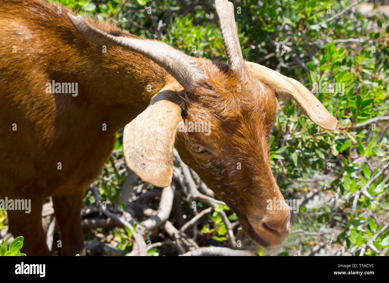 Goat hoof tree hi-res stock photography and images - Alamy