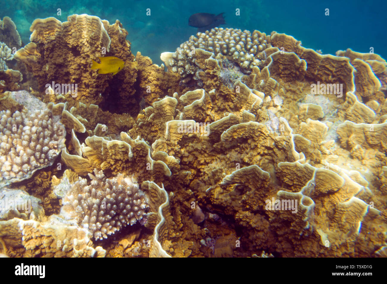 Underwater life of Red sea in Egypt. Saltwater fishes and coral reef ...