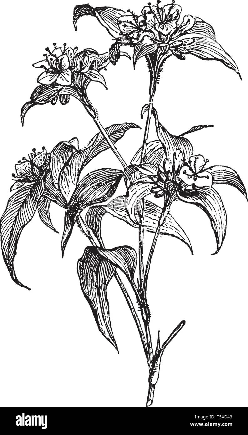 Commelina art Stock Vector Images - Alamy