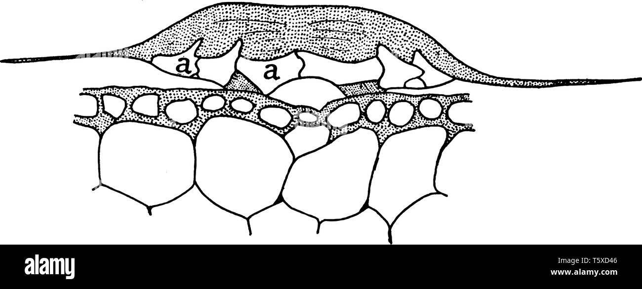 Tree cross section drawing hi-res stock photography and images - Alamy