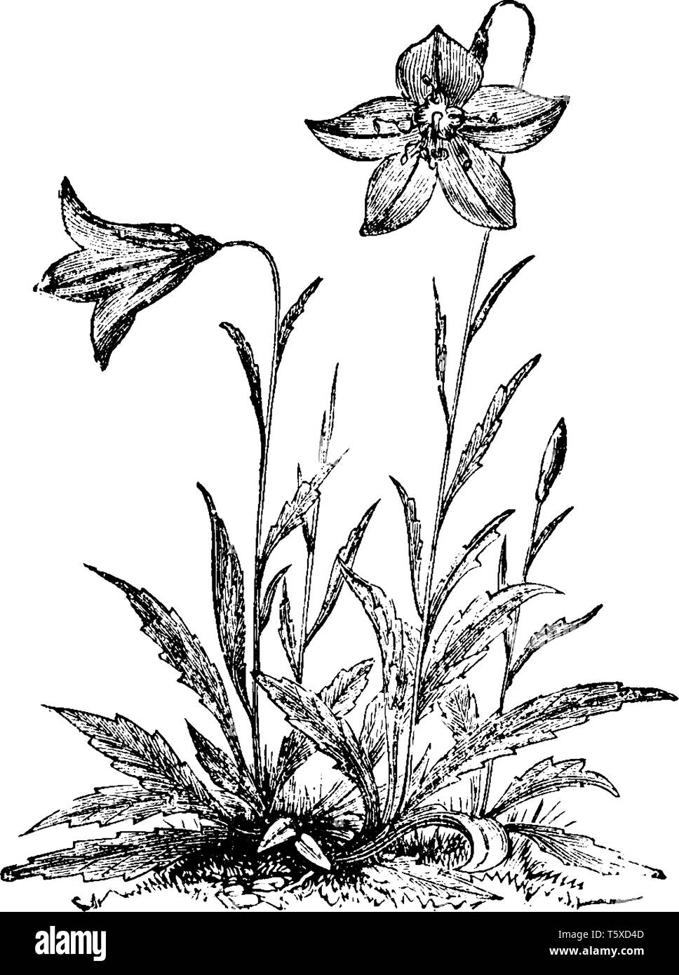 Campanula Langsdorffiana is a flowering plant. Its flowers are blue. It ...