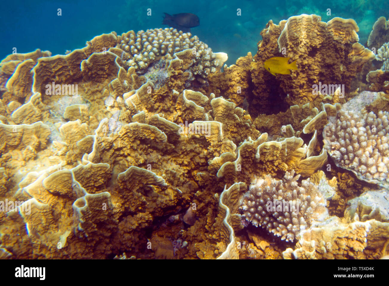 Underwater life of Red sea in Egypt. Saltwater fishes and coral reef ...