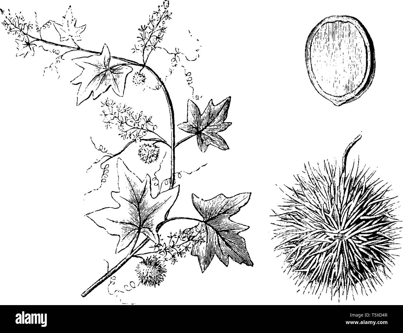 This Plant is commonly divided into annuals and perennials, but under ... This Plant is commonly divided into annuals and perennials, but under ...