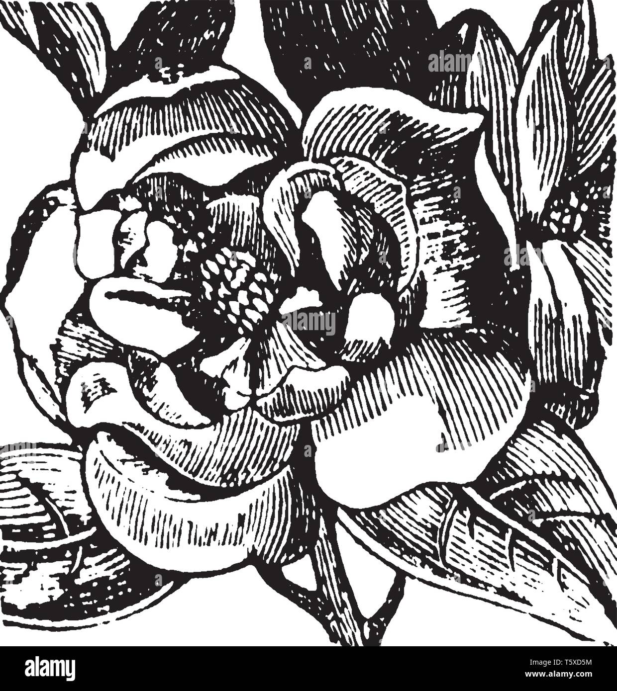 A picture showing the flower of Magnolia tree, vintage line drawing or ...