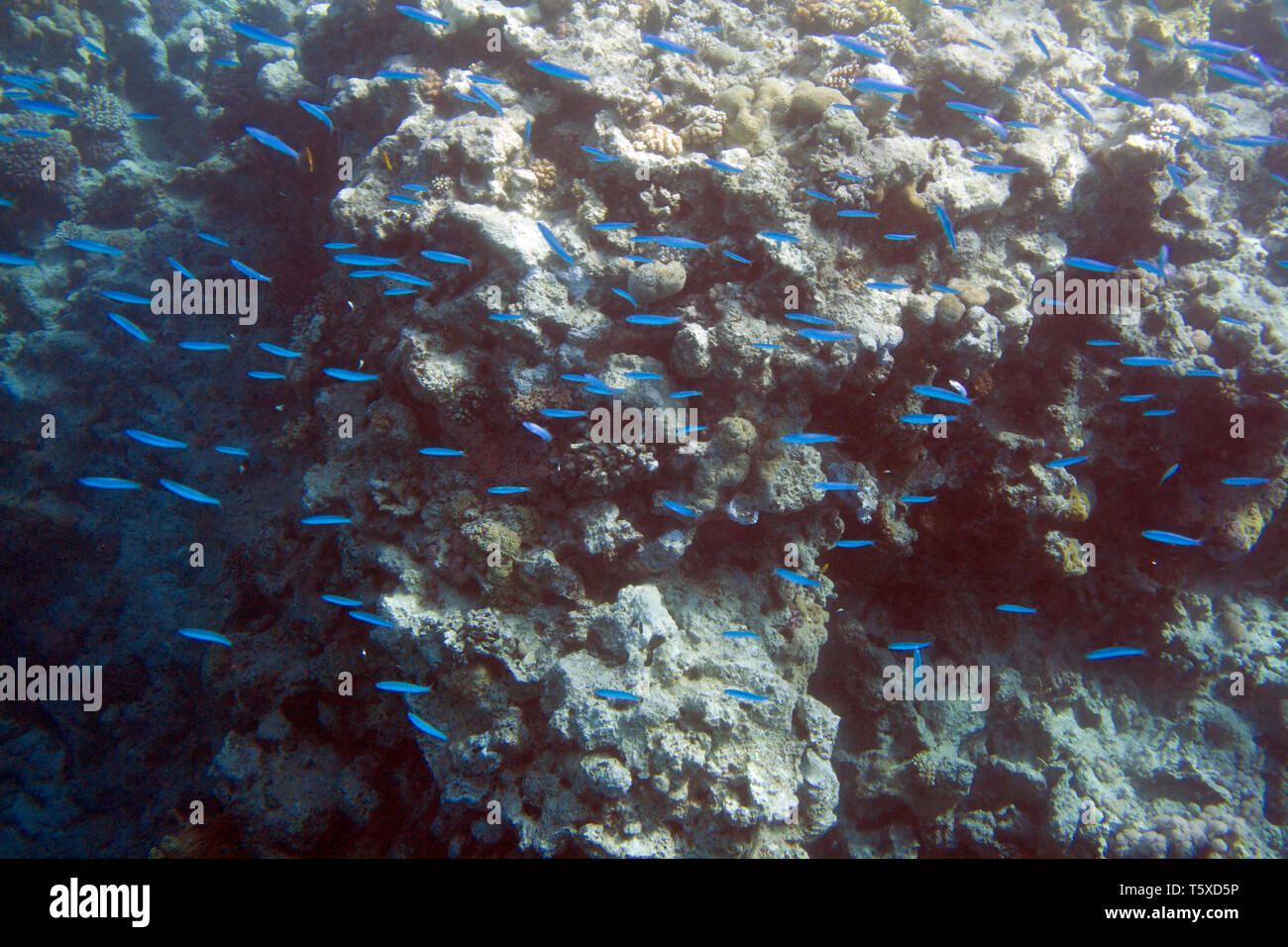 Underwater life of Red sea in Egypt. Saltwater fishes and coral reef ...